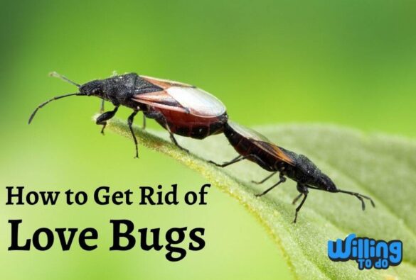 How to Get Rid of Love Bugs: 5 Proven Methods for Your Home & Car
